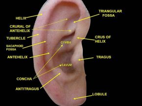 Ears | Green Comet